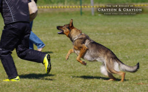 Best-dog-bite-attorney-2 | Flash Construction